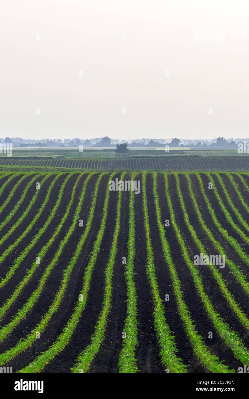 Green Corn Growing on the Field. Green Corn Plants, Shallow depth of ...