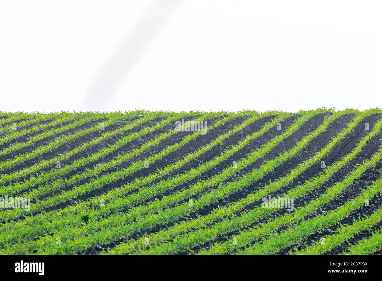 Green Corn Growing on the Field. Green Corn Plants, Shallow depth of ...