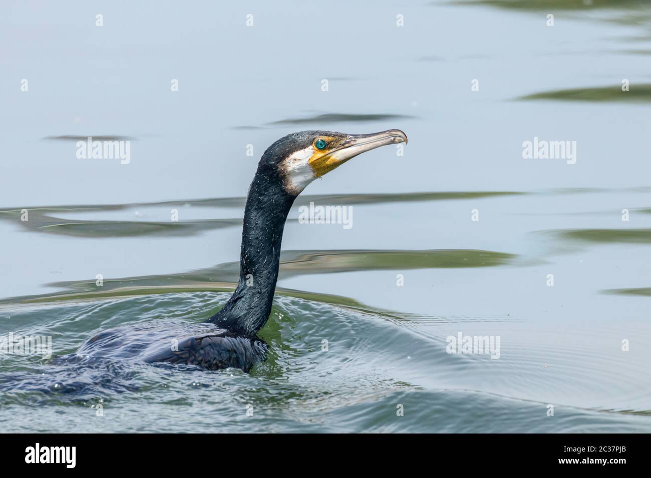 Adult double crested cormorant hi-res stock photography and images - Alamy