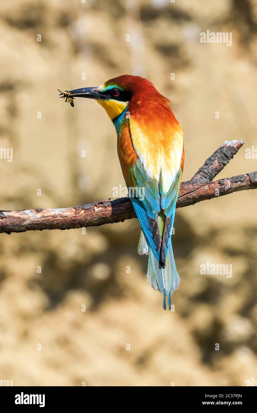 European Bee Eater (Merops Apiaster Stock Photo - Alamy