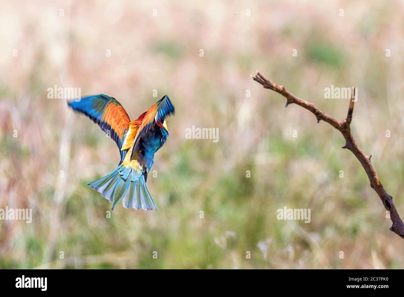 European Bee Eater In Flight (Merops Apiaster Stock Photo - Alamy