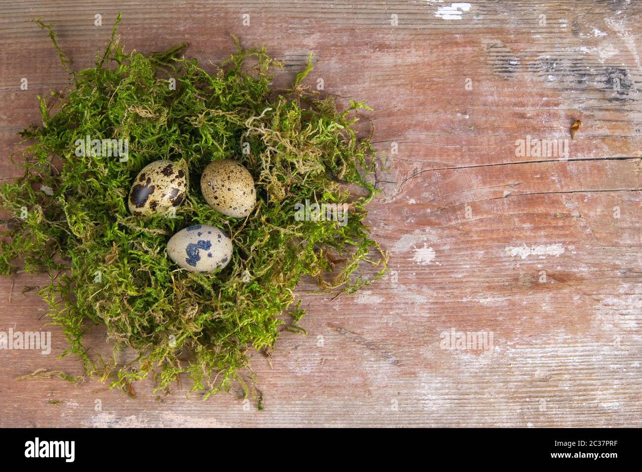 Rolling easter eggs in green hi-res stock photography and images - Alamy