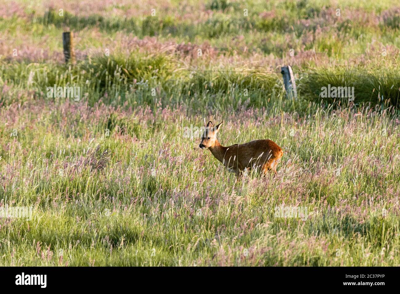 Roe species hi-res stock photography and images - Alamy