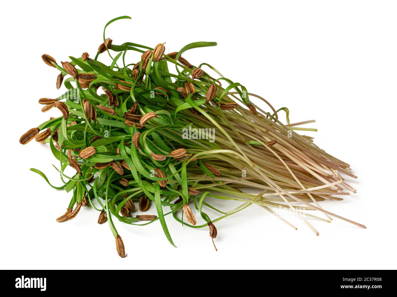 Bunch of micro green sprouts isolated on white background Stock Photo ...