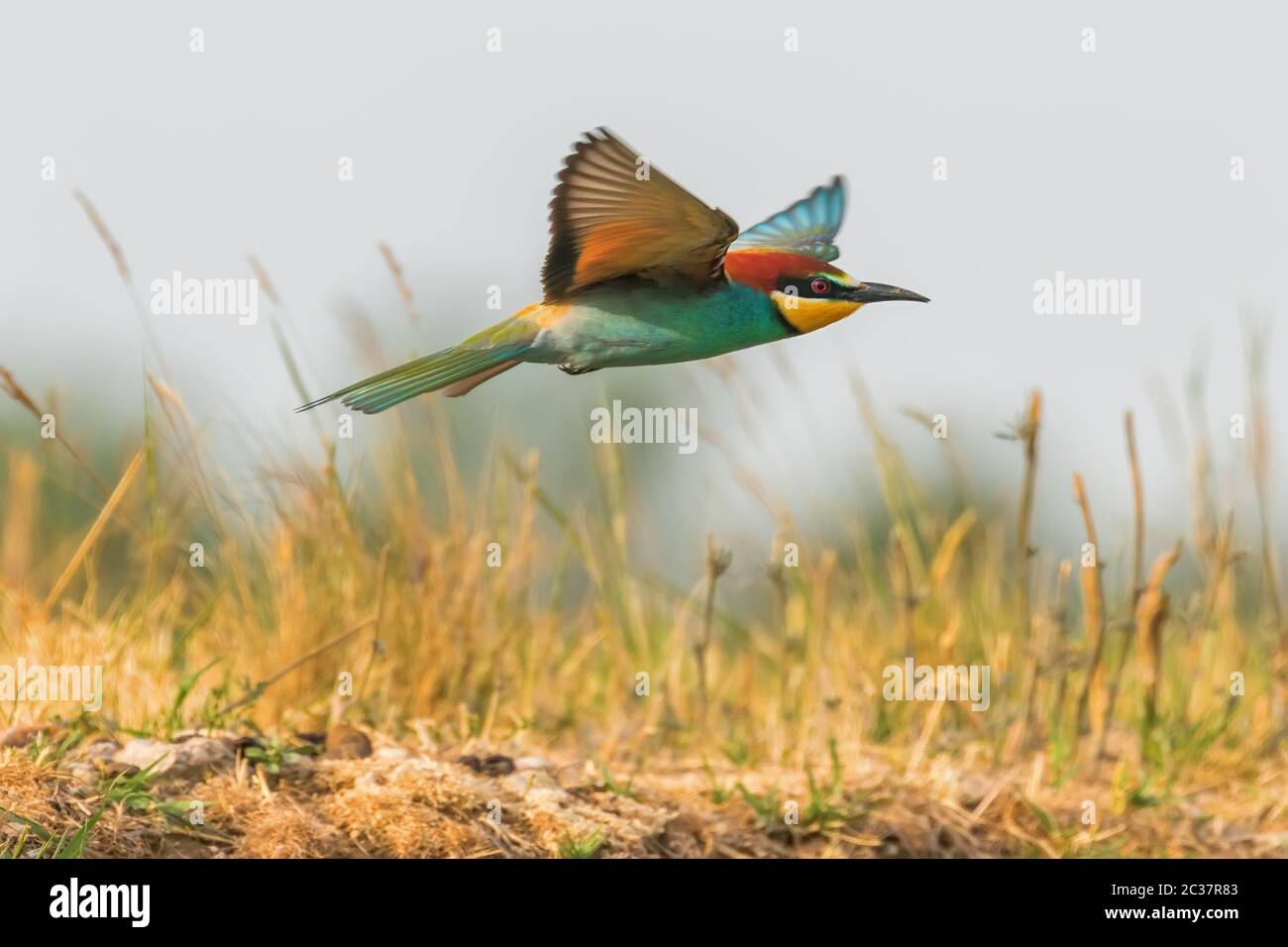 European Bee Eater In Flight (Merops Apiaster Stock Photo - Alamy
