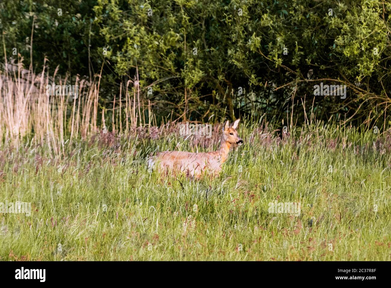 Doe in a meadow Stock Photo - Alamy