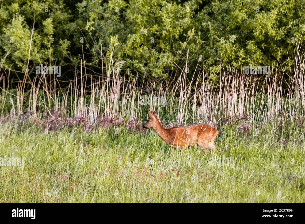 Roebuck reserve hi-res stock photography and images - Alamy