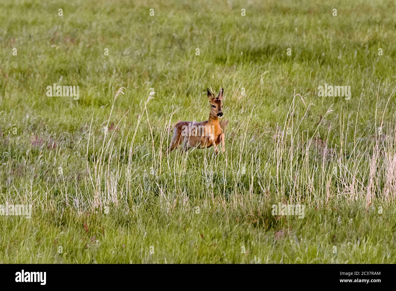 Roebuck wildlife hi-res stock photography and images - Alamy