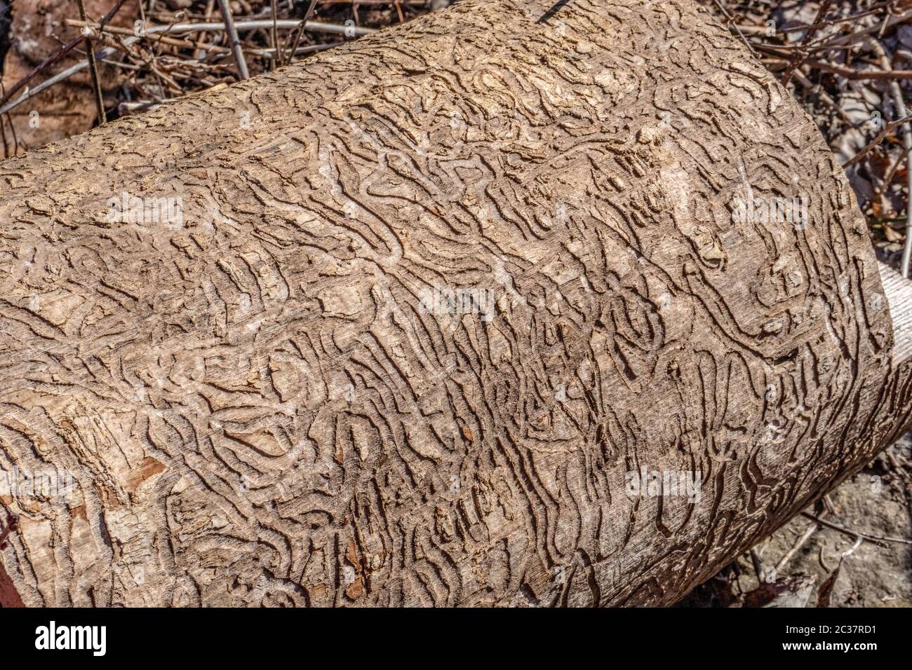 Tree Eaten By Insects High Resolution Stock Photography and Images - Alamy