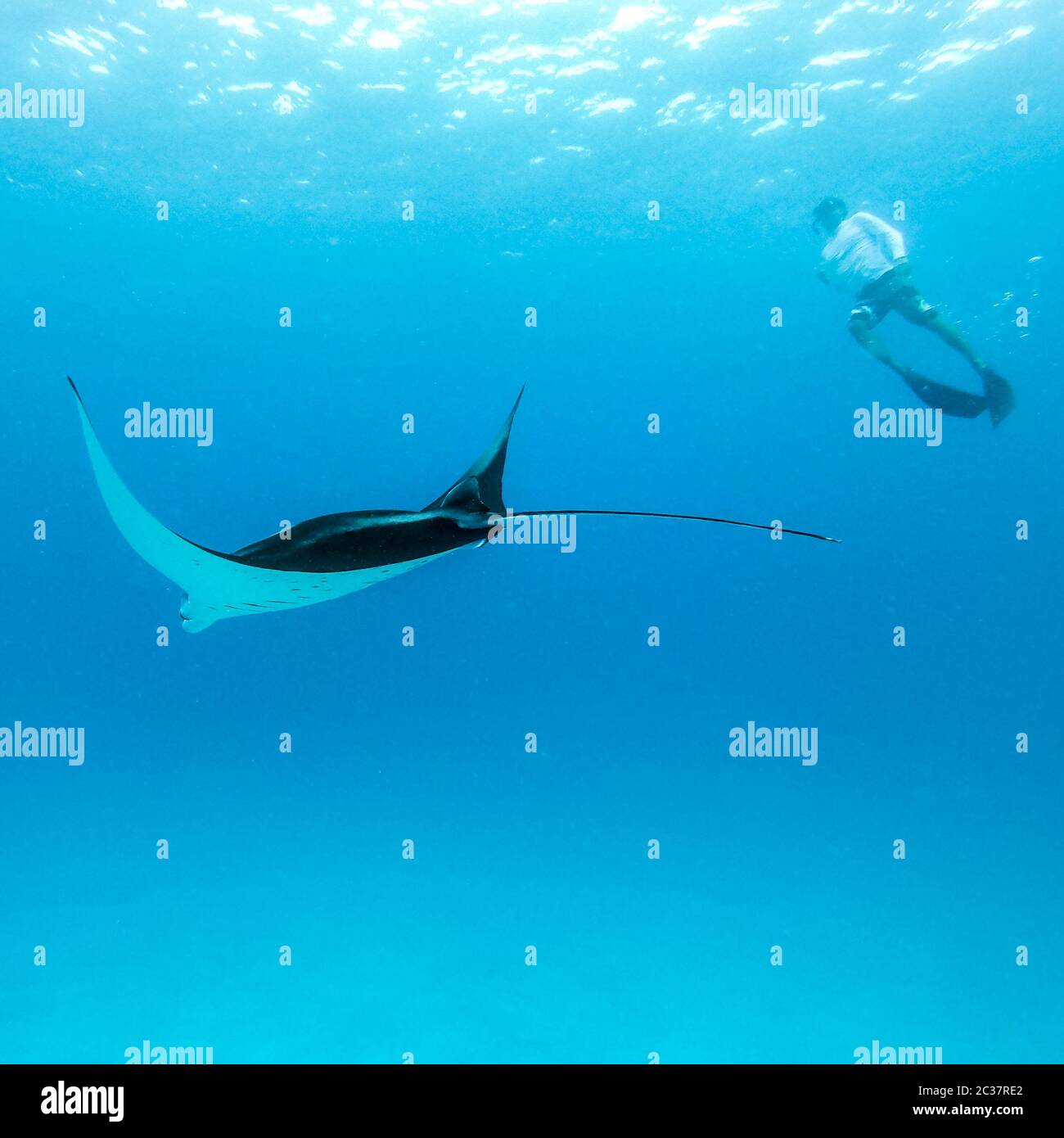 Male free diver and Giant oceanic manta ray, Manta Birostris, hovering ...