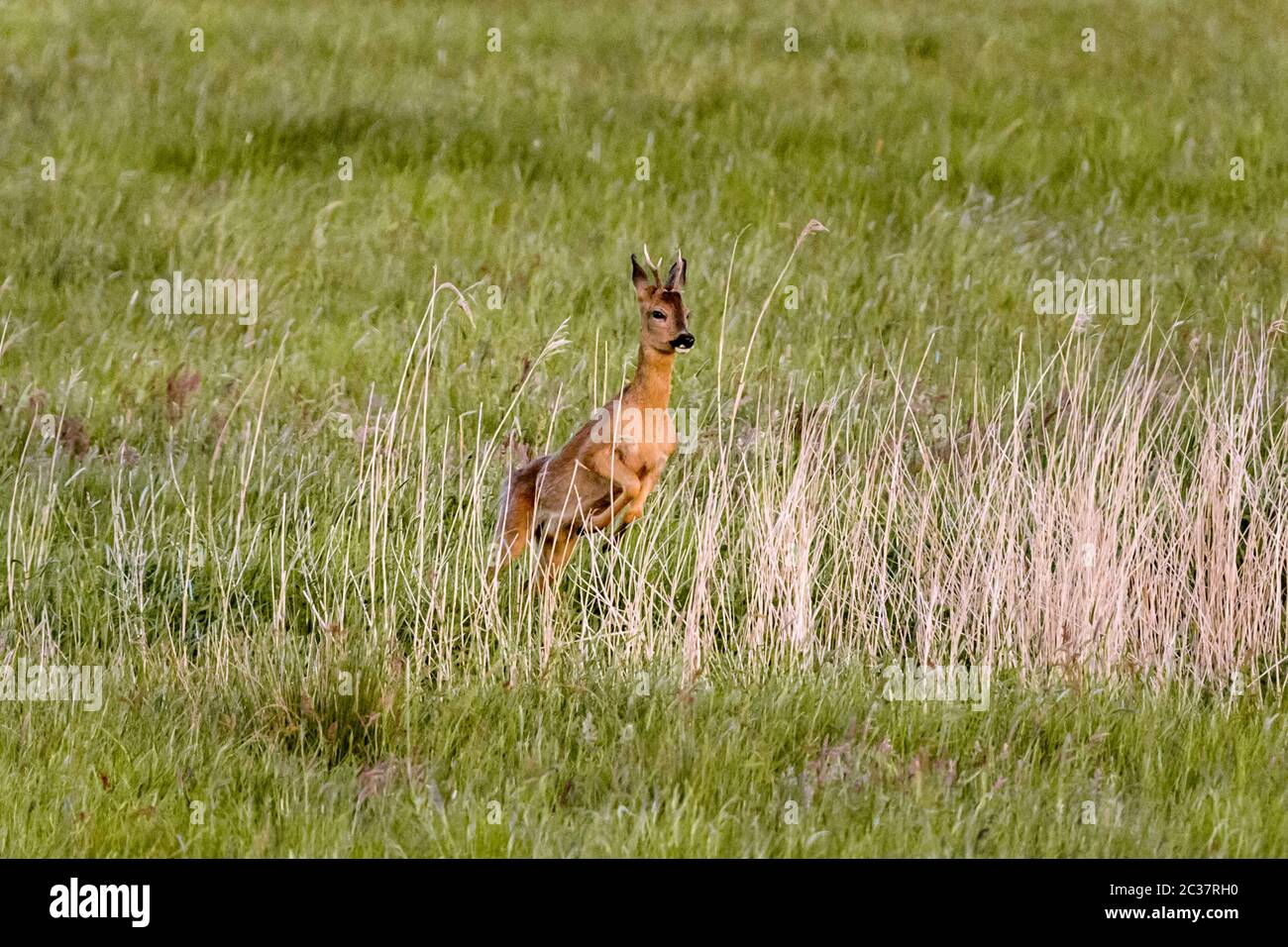 Jumping roe deer hi-res stock photography and images - Alamy
