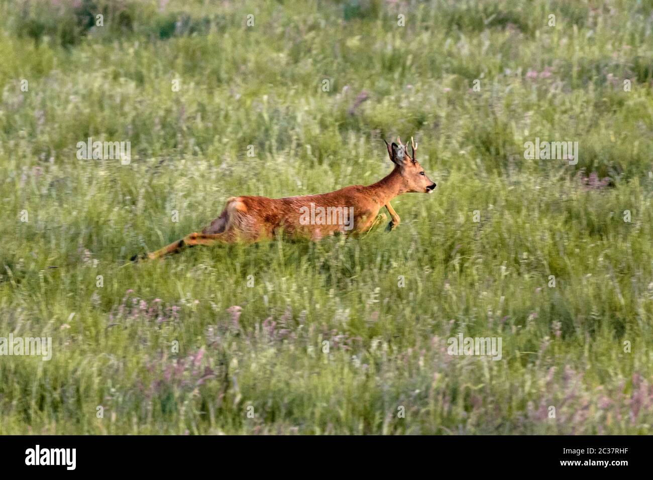 Roebuck horns hi-res stock photography and images - Alamy
