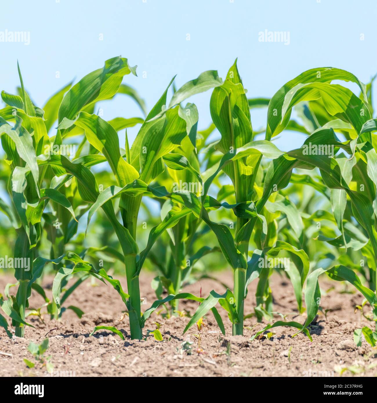 Green Corn Growing on the Field. Green Corn Plants, Shallow depth of ...