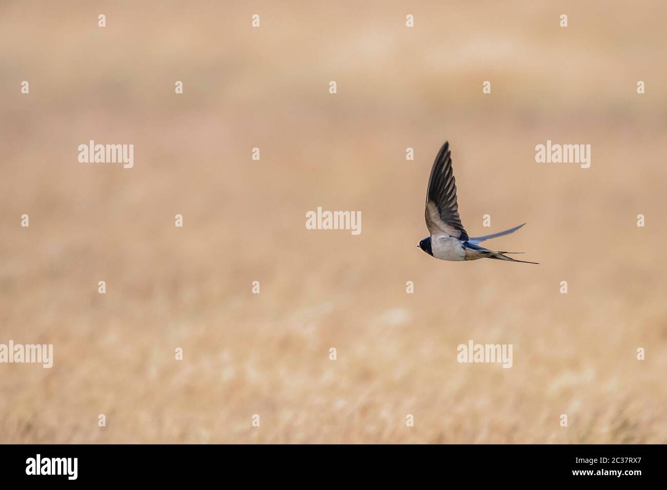 Barn Swallow Flight High Resolution Stock Photography and Images - Alamy