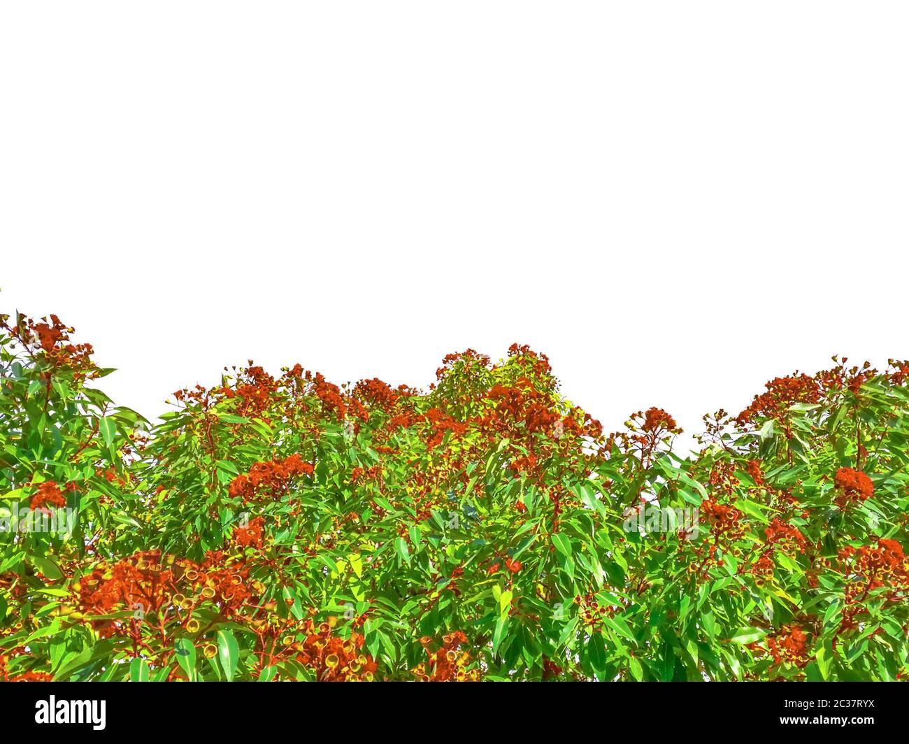 Red Flowers Flowerscape at Top of Tree Stock Photo - Alamy