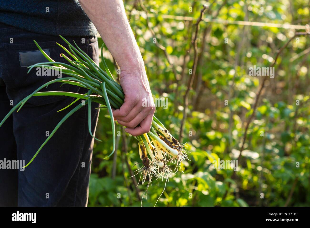 Spring onions in farmer’s hand, outdoor food Stock Photo - Alamy