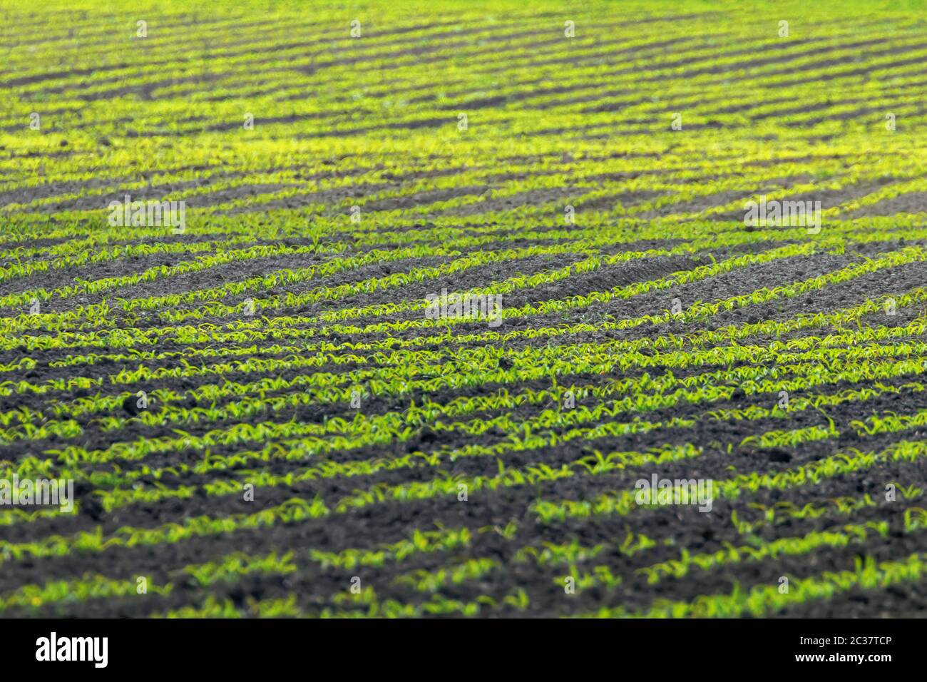 Green Corn Growing on the Field. Green Corn Plants, Shallow depth of ...