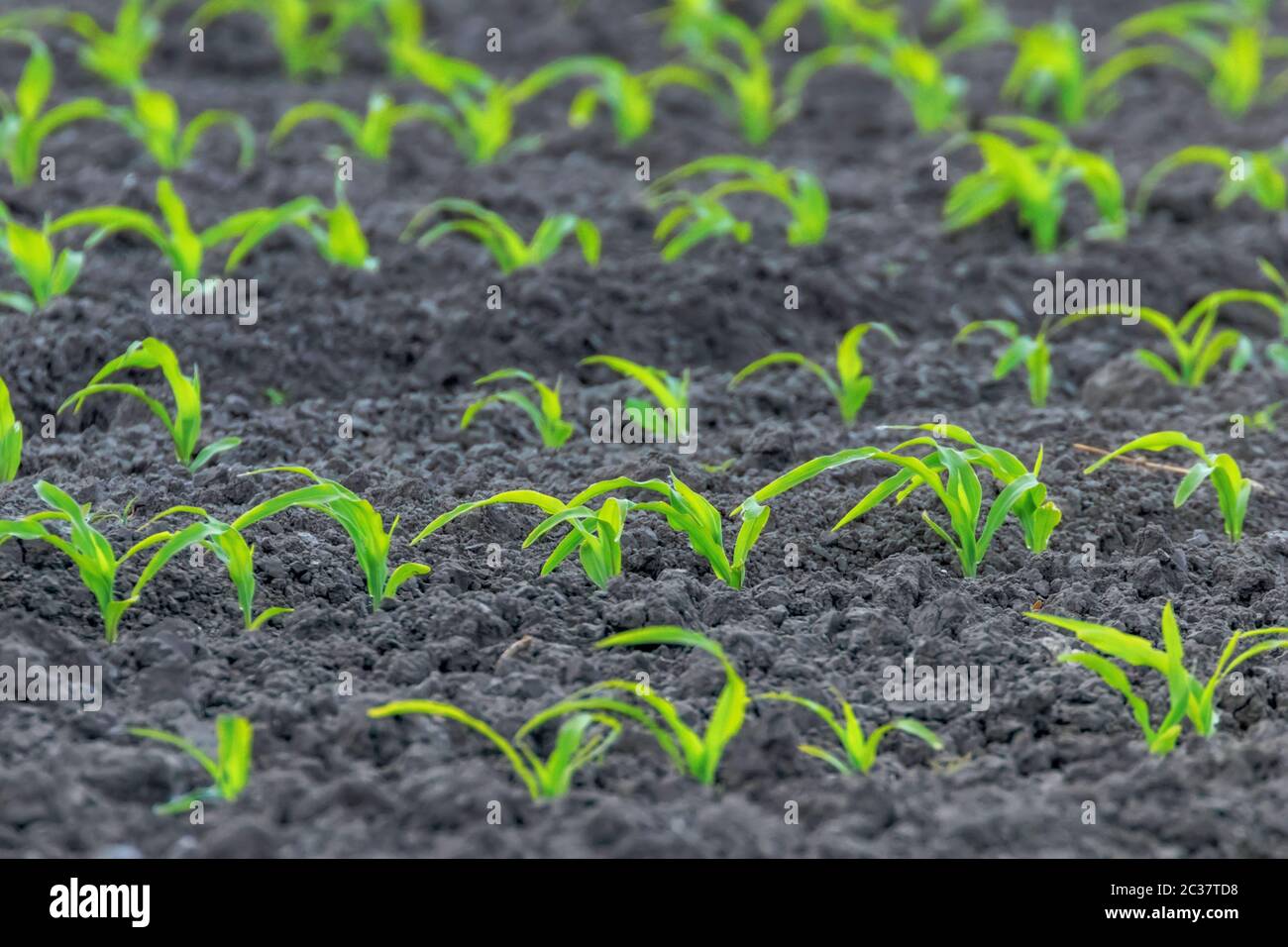 Green Corn Growing on the Field. Green Corn Plants, Shallow depth of ...
