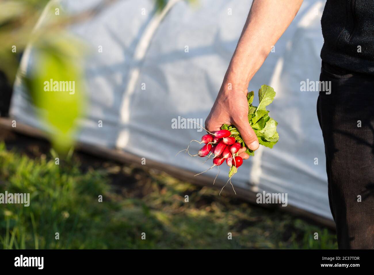 Organic radish in human’s hand, outdoor food Stock Photo - Alamy