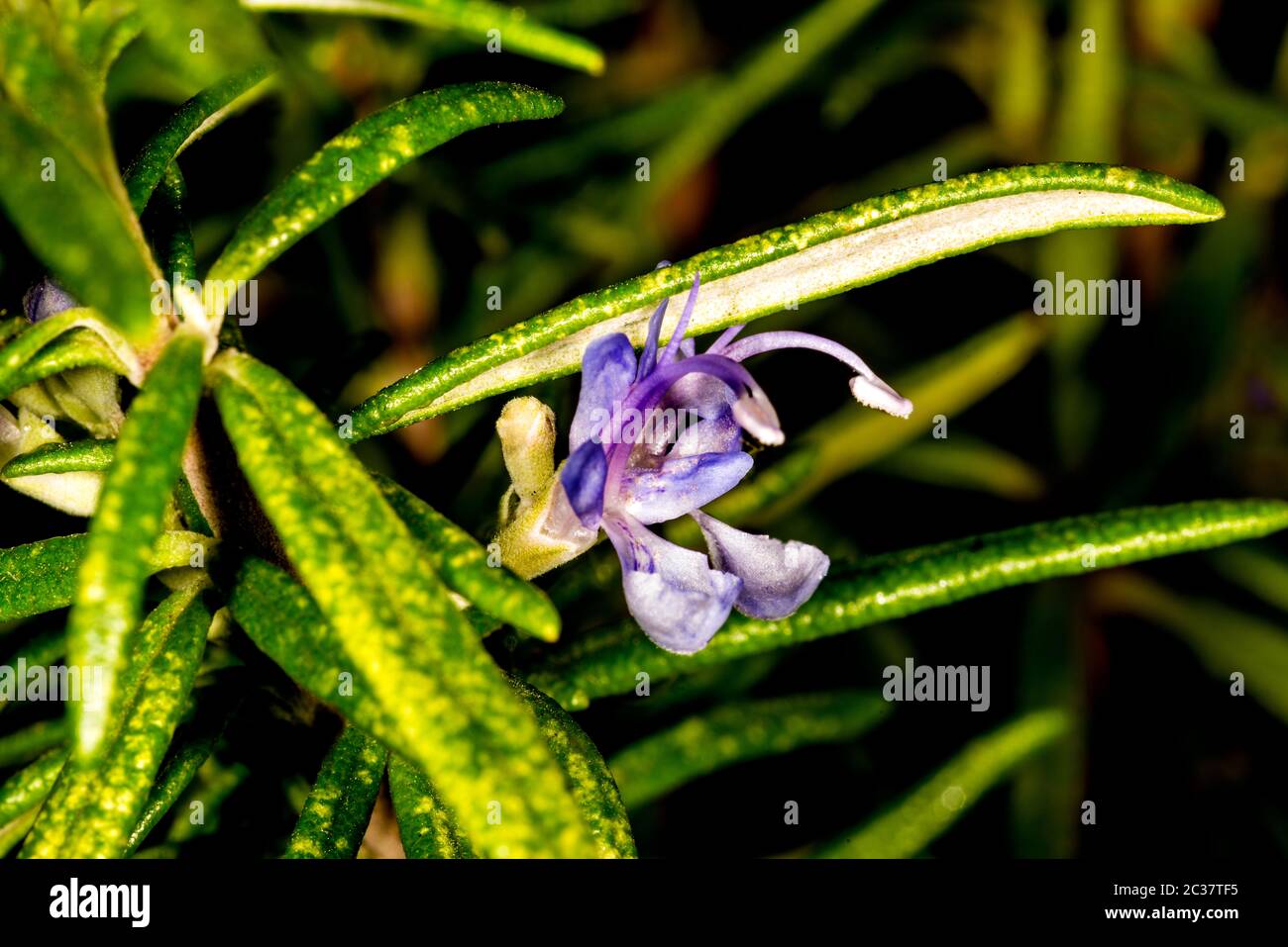 Rosemary flower soft hi-res stock photography and images - Alamy
