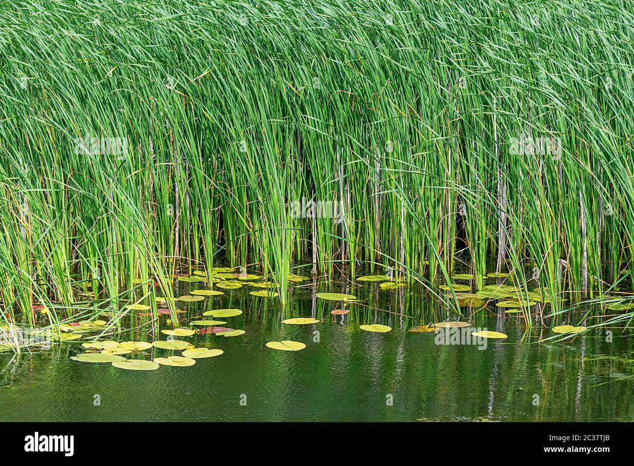 Reed Reflected in the Water Stock Photo - Alamy