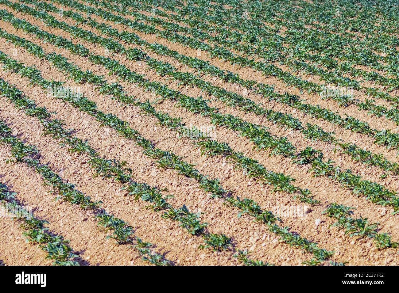 Potato Crops In a Row, Green Field, Potato Field Stock Photo - Alamy