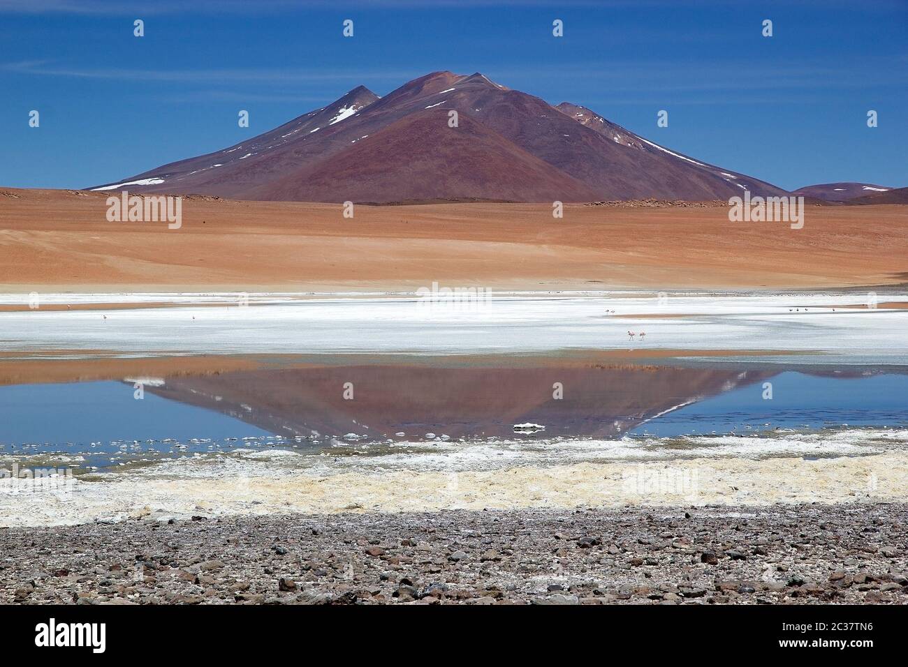 Santa Maria Lagoon at the Puna de Atacama with volcano Caraci Pampa in ...