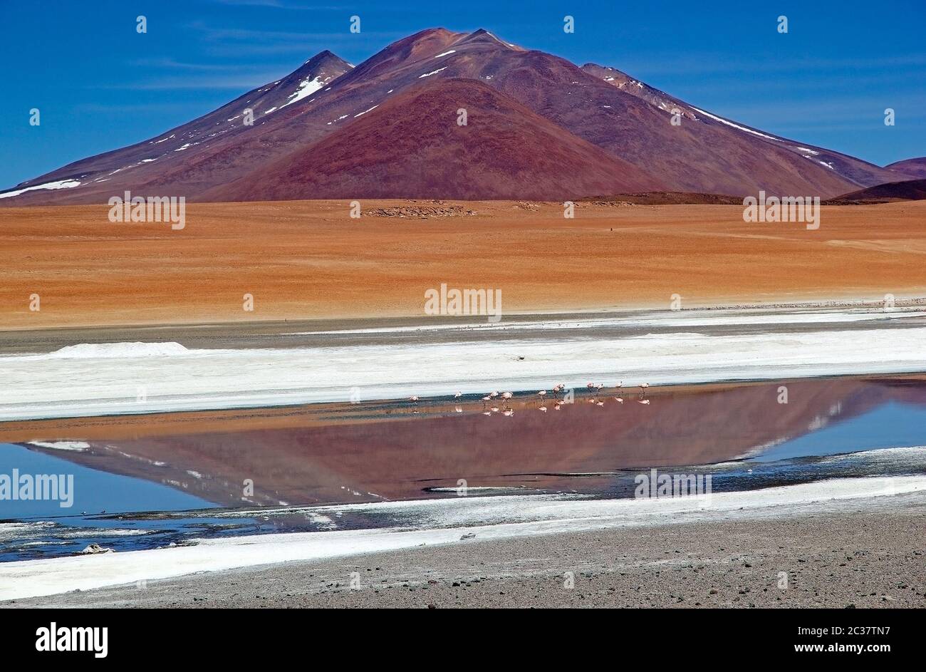 Santa Maria Lagoon with volcano Incahuasi at the Puna de Atacama with ...