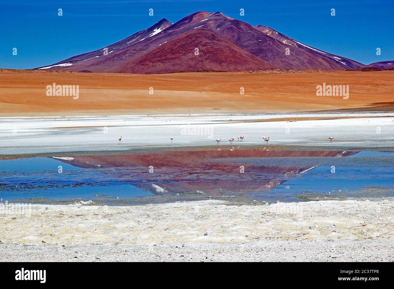 Santa Maria Lagoon with flamingos and volcano Incahuasi at the Puna de ...
