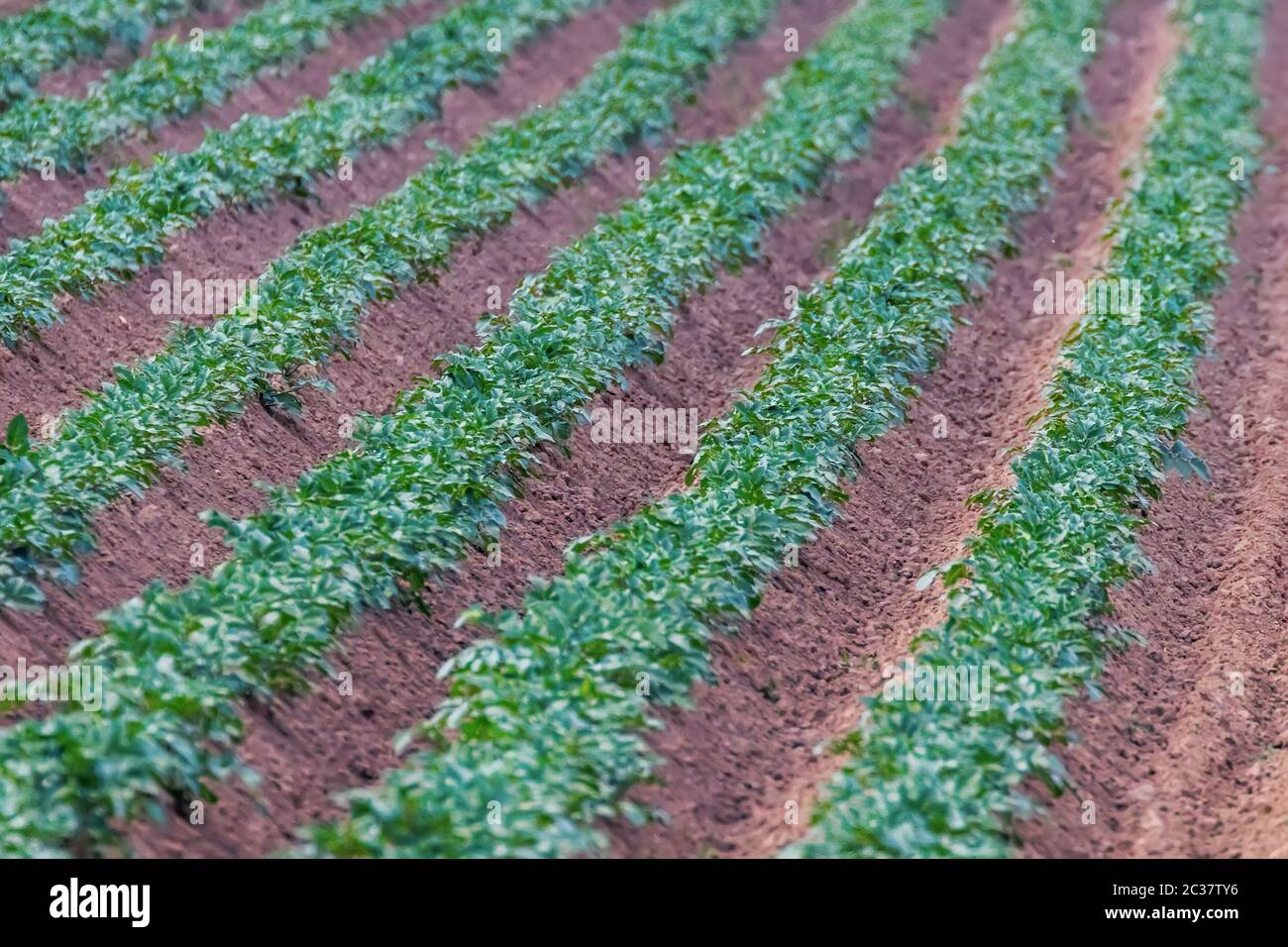 Potato Crops In a Row, Green Field, Potato Field Stock Photo - Alamy