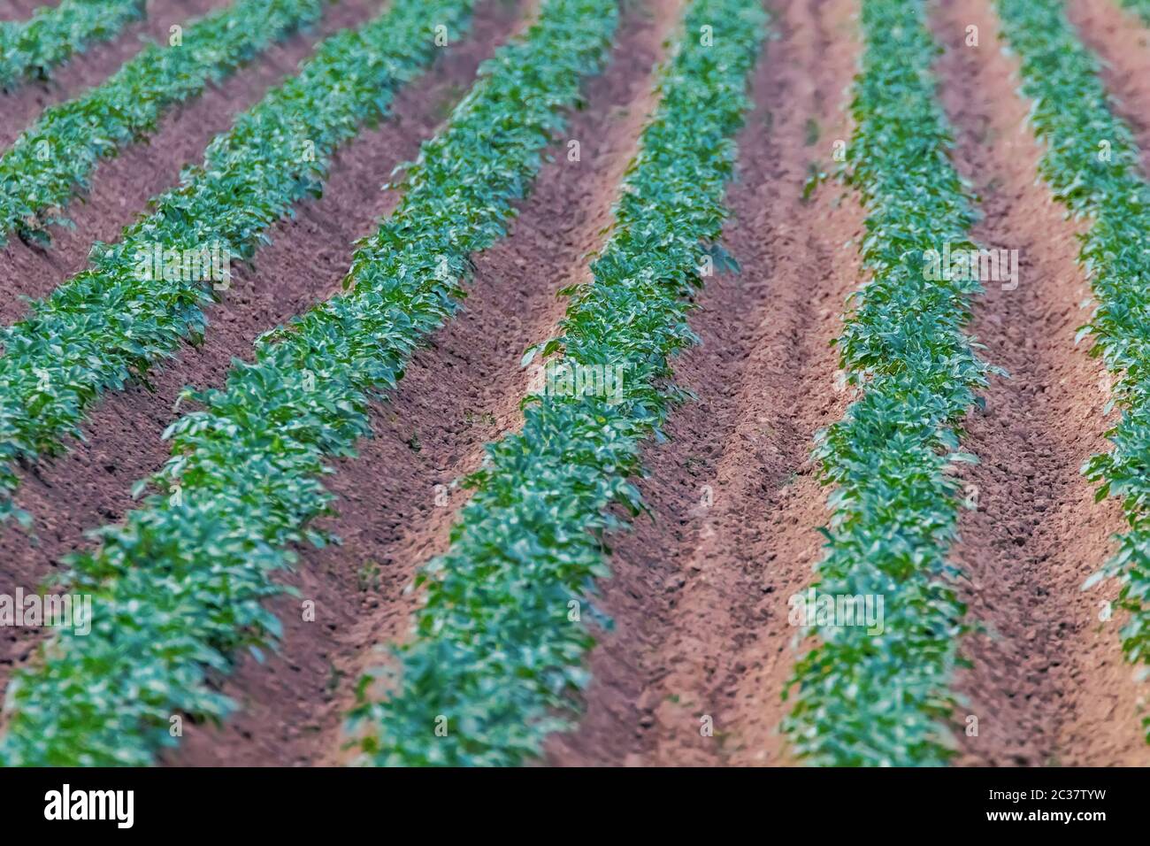 Potato Crops In a Row, Green Field, Potato Field Stock Photo - Alamy