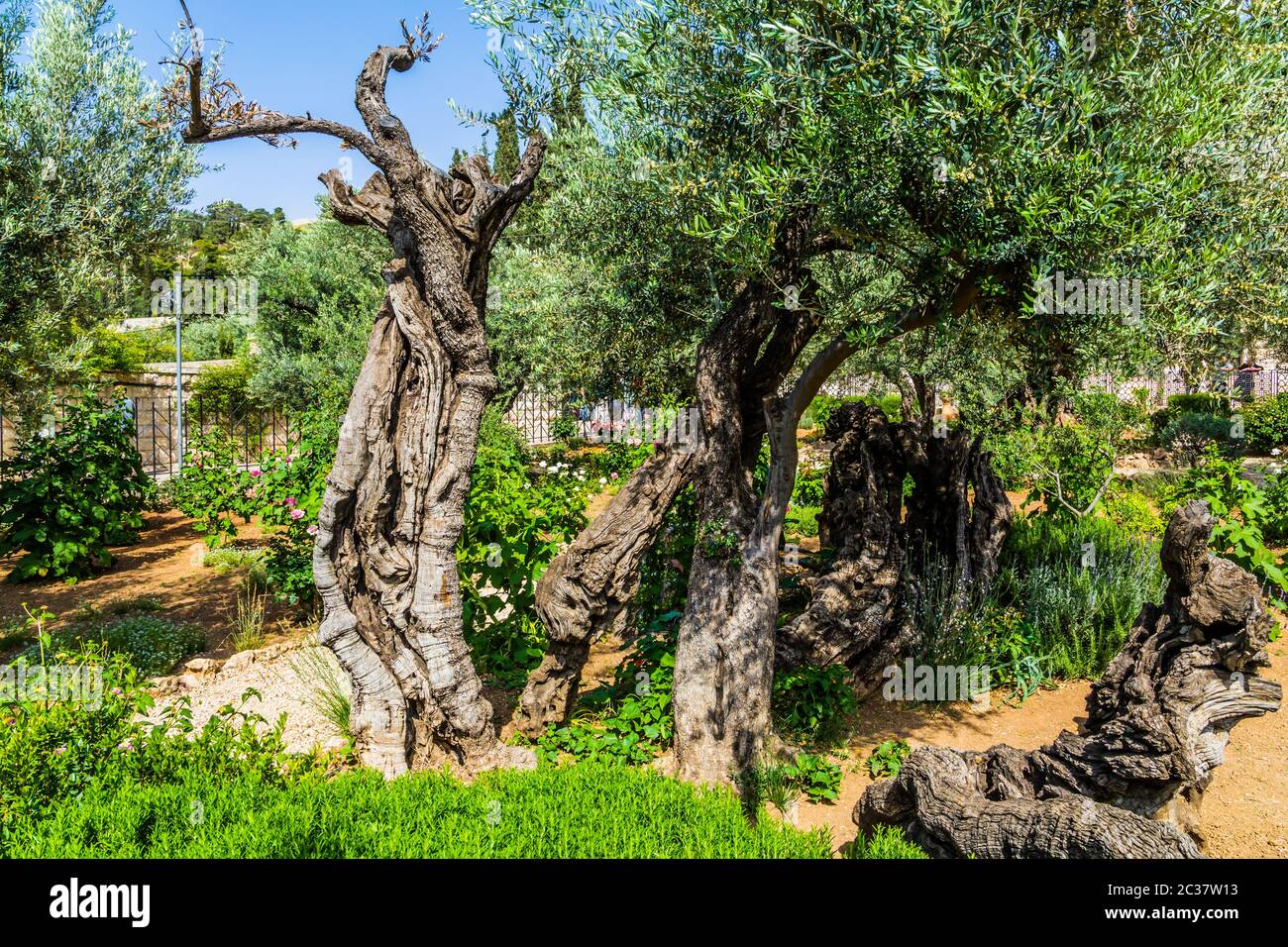 Very ancient olives Stock Photo - Alamy