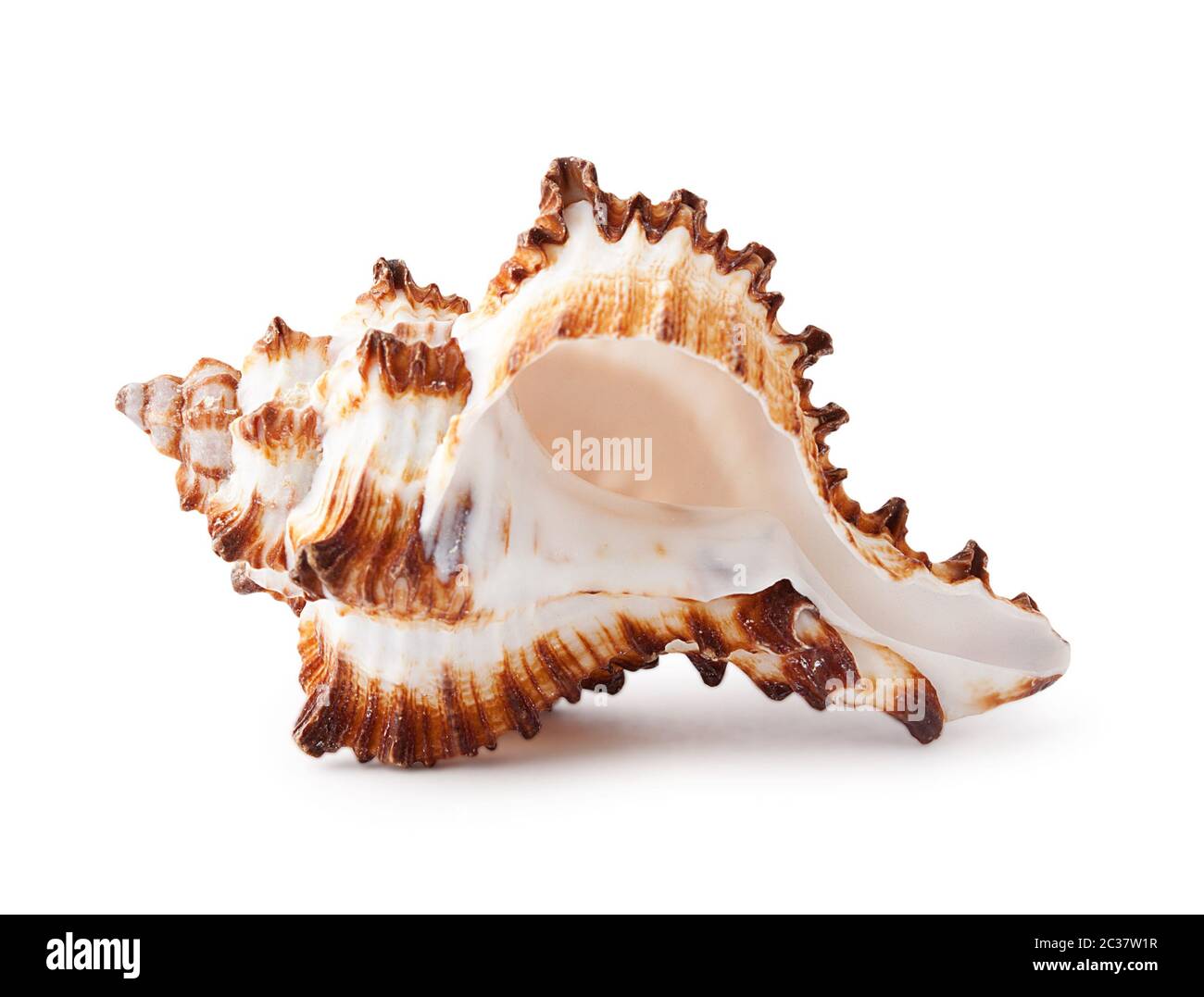Beautiful bright seashell isolated on white background Stock Photo - Alamy
