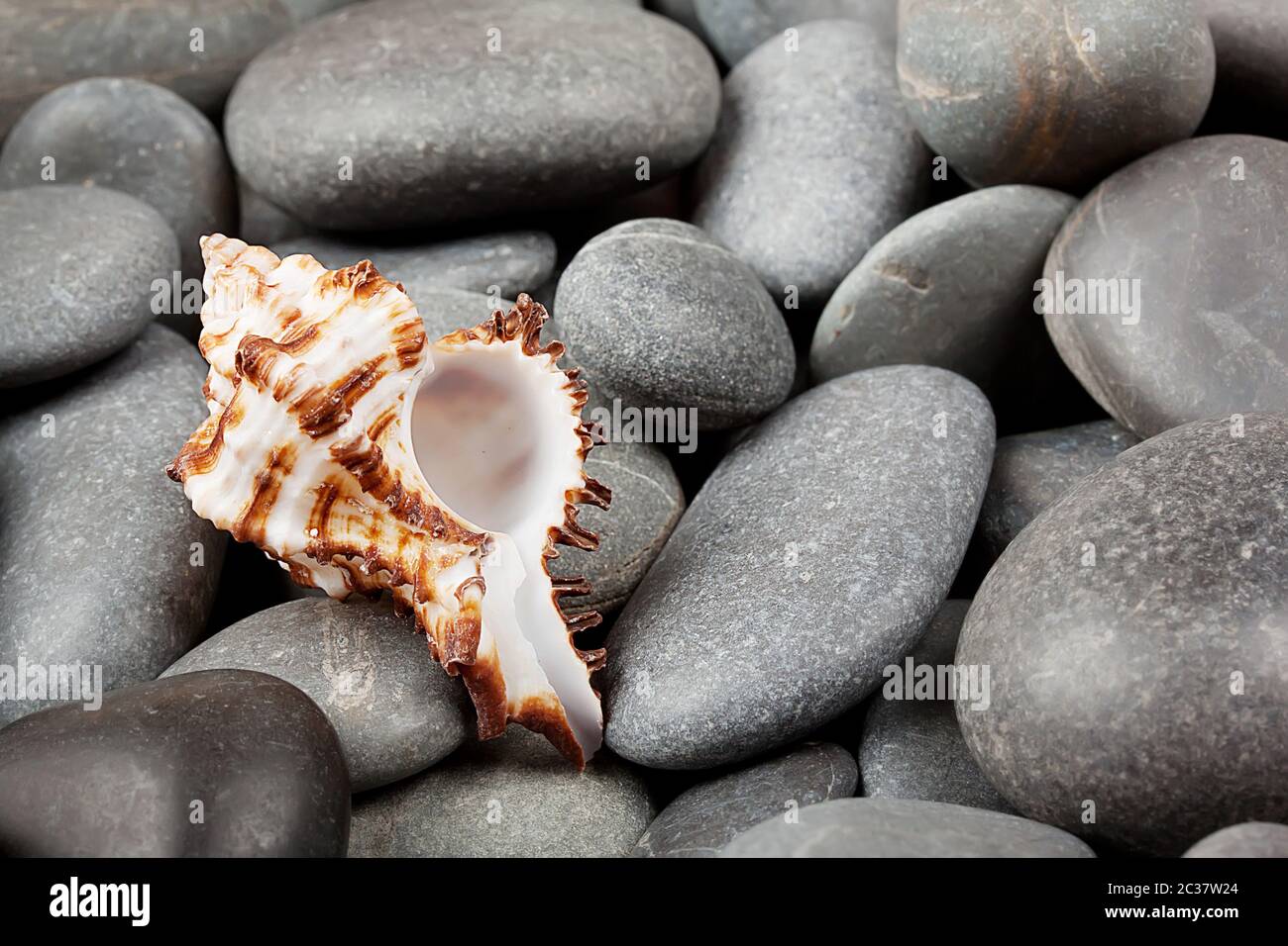 Background with dark pebbles and beautiful shell Stock Photo - Alamy