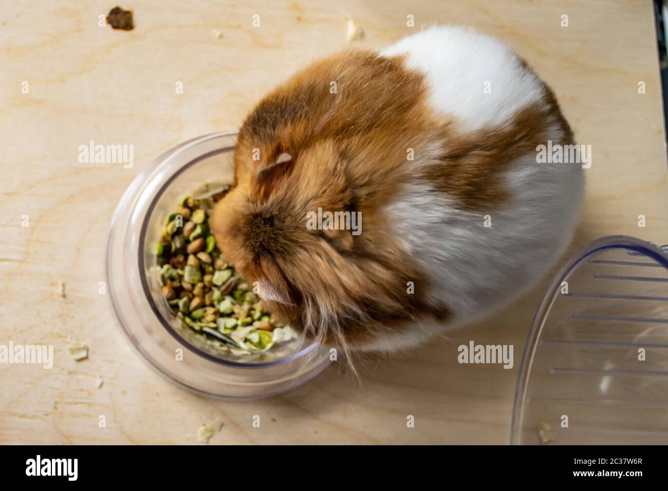 Syrian hamster eating from a food bowl in cage Stock Photo - Alamy