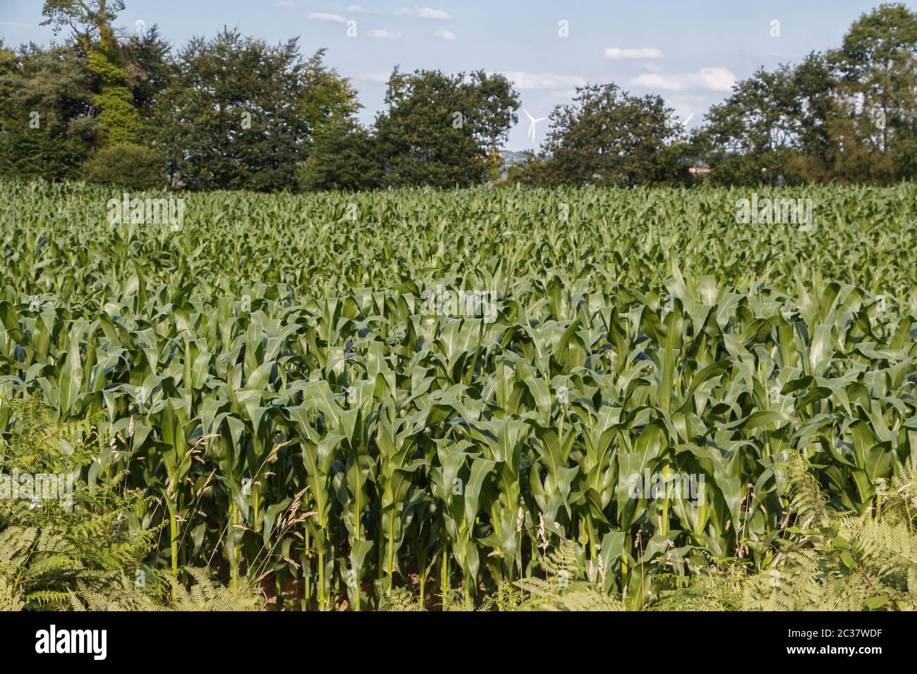 Field of corn in Brittany during summer Stock Photo - Alamy