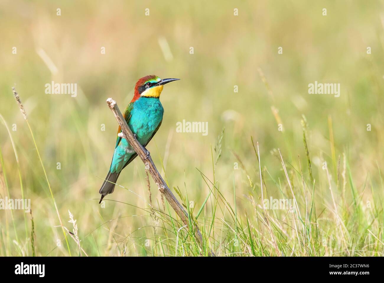 European Bee Eater (Merops Apiaster Stock Photo - Alamy