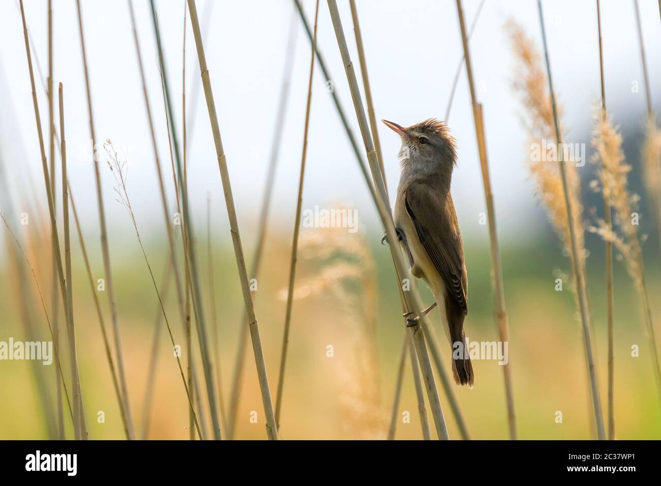 Great Reed Warbler on a reed (Acrocephalus arundinaceus Stock Photo - Alamy