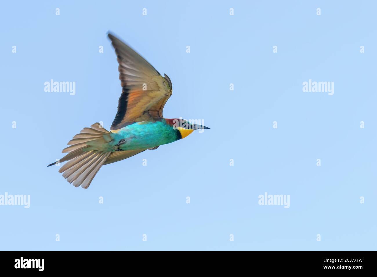 European Bee Eater In Flight (Merops Apiaster Stock Photo - Alamy