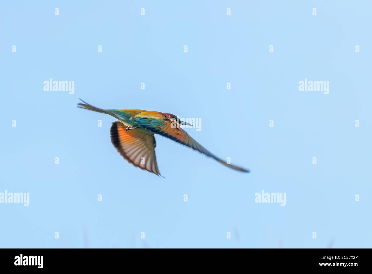 European Bee Eater In Flight (Merops Apiaster Stock Photo - Alamy