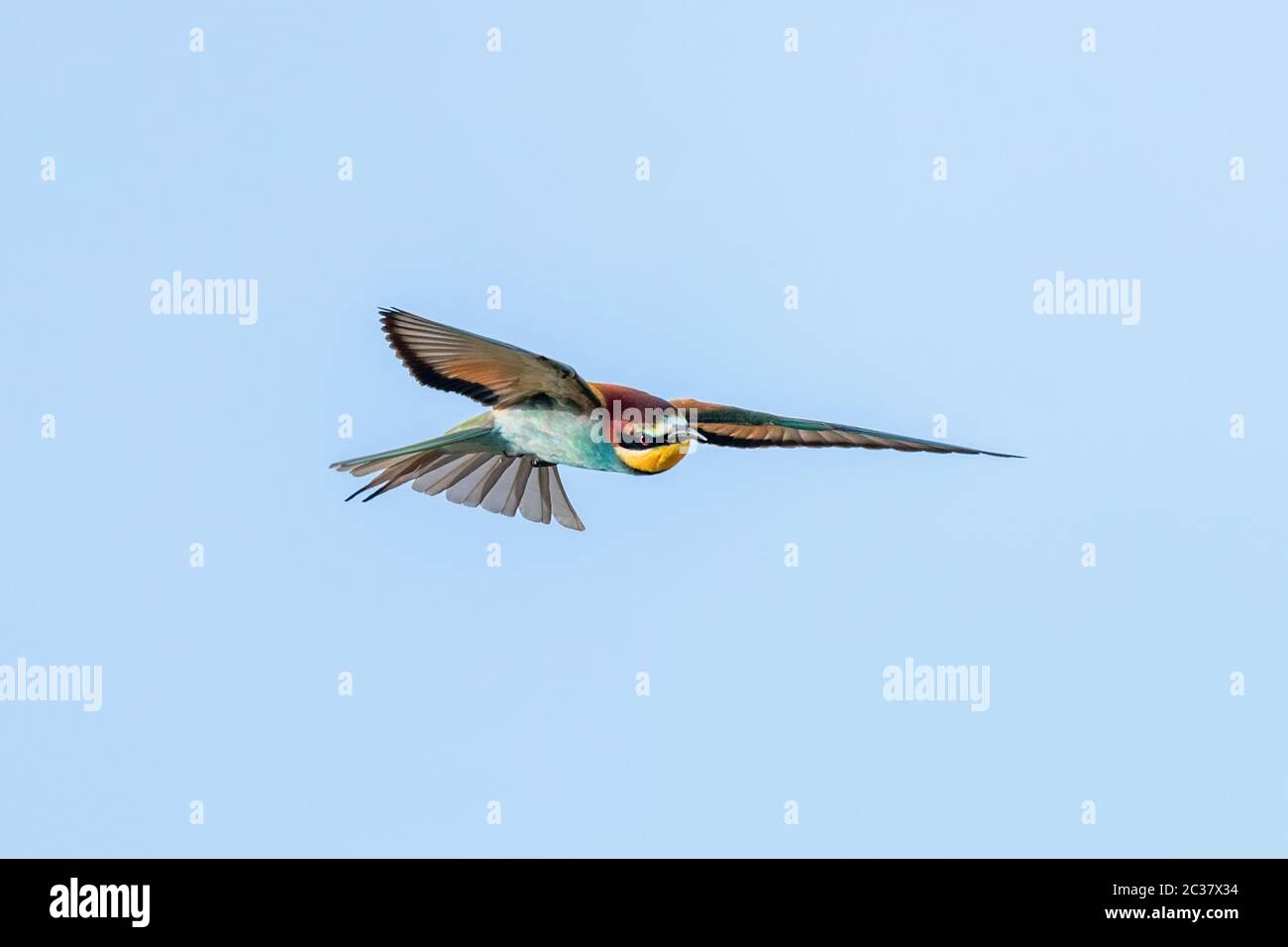 European Bee Eater In Flight (Merops Apiaster Stock Photo - Alamy
