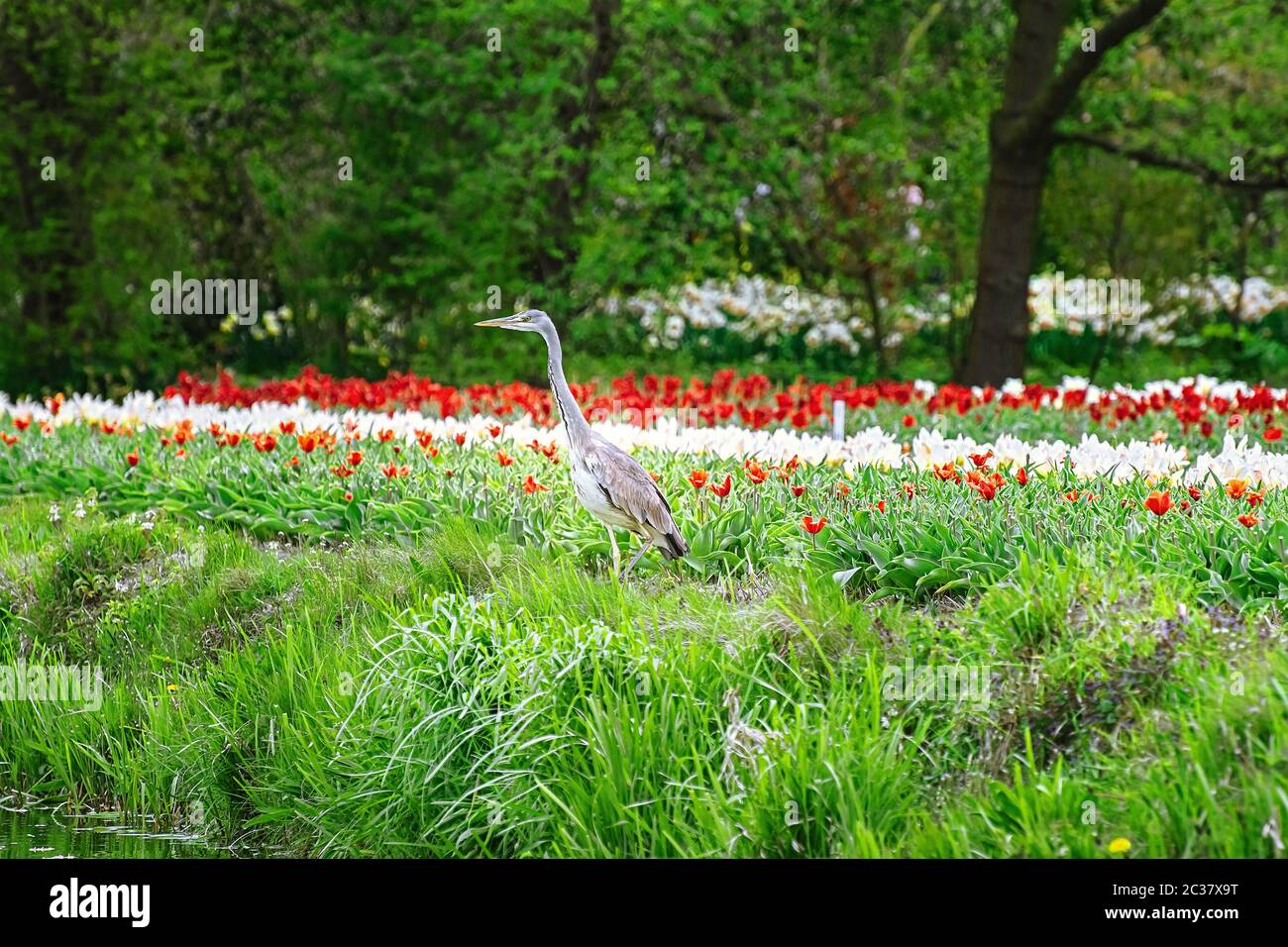 Tulip flow hi-res stock photography and images - Alamy