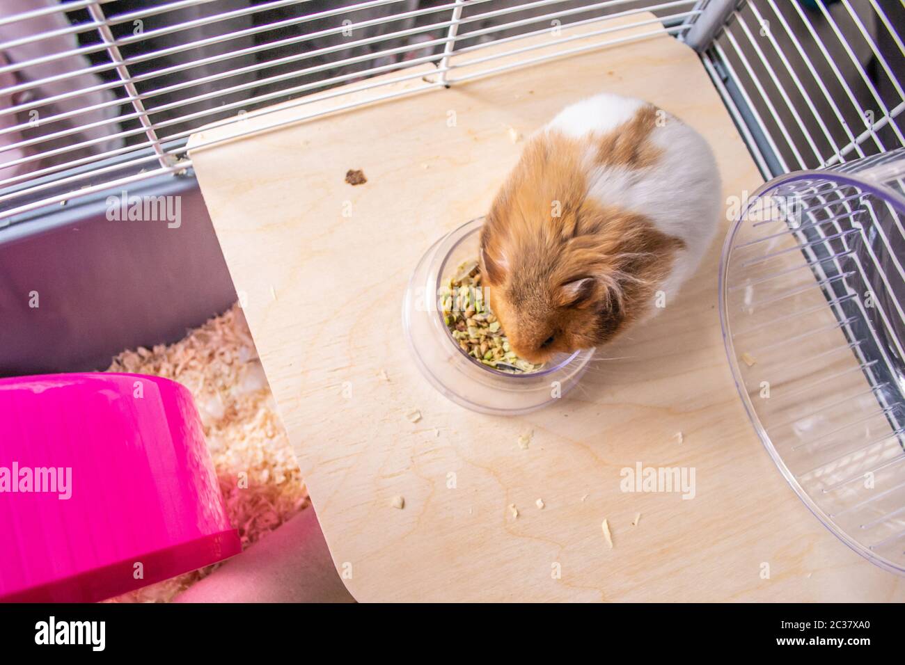 Syrian hamster eating from a food bowl in cage Stock Photo - Alamy