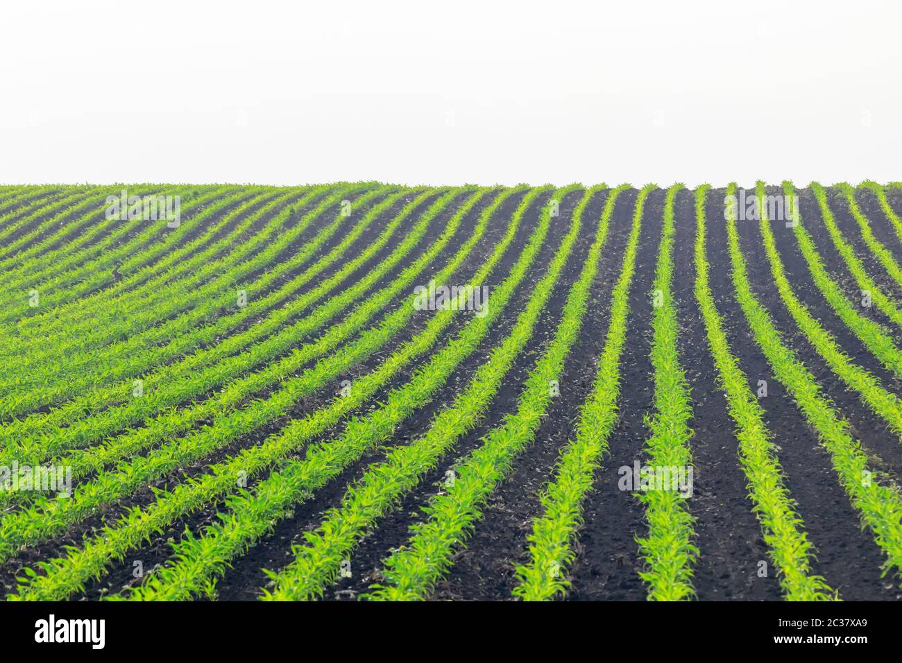 Green Corn Growing on the Field. Green Corn Plants, Shallow depth of ...