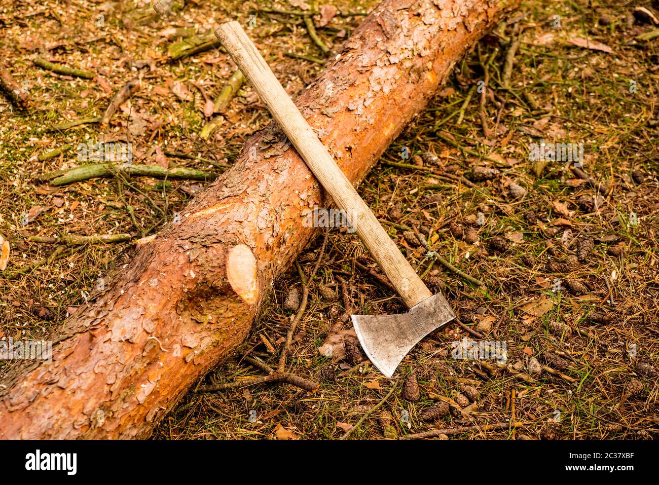 ax at a sawn tree Stock Photo - Alamy