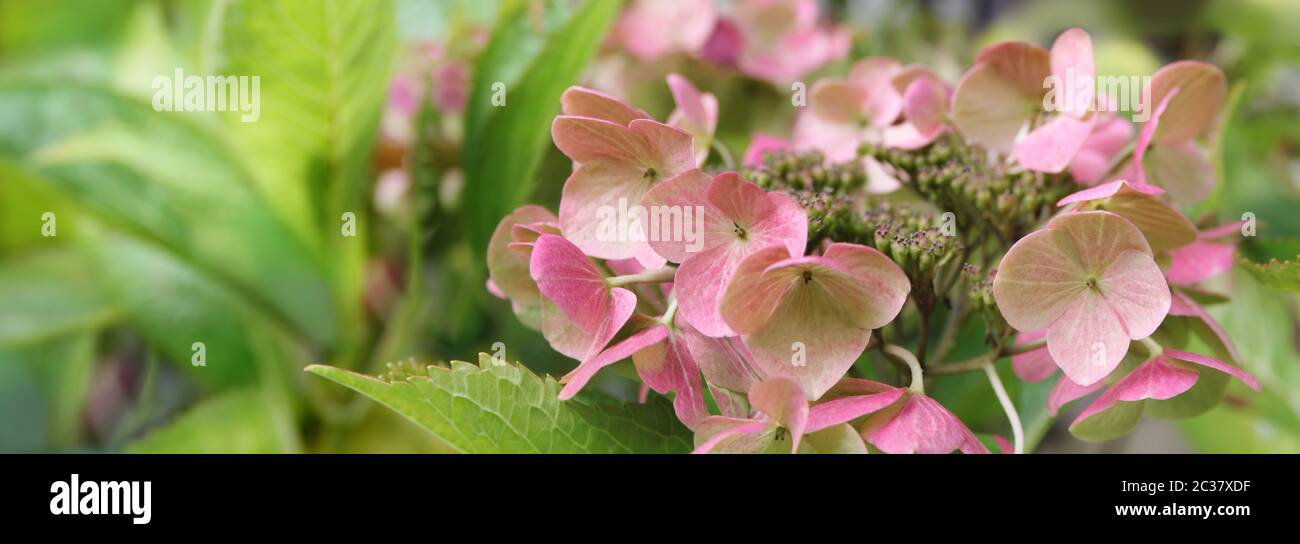 Blooming pastel pink Hydrangea in the warm morning sun. Panorama view ...