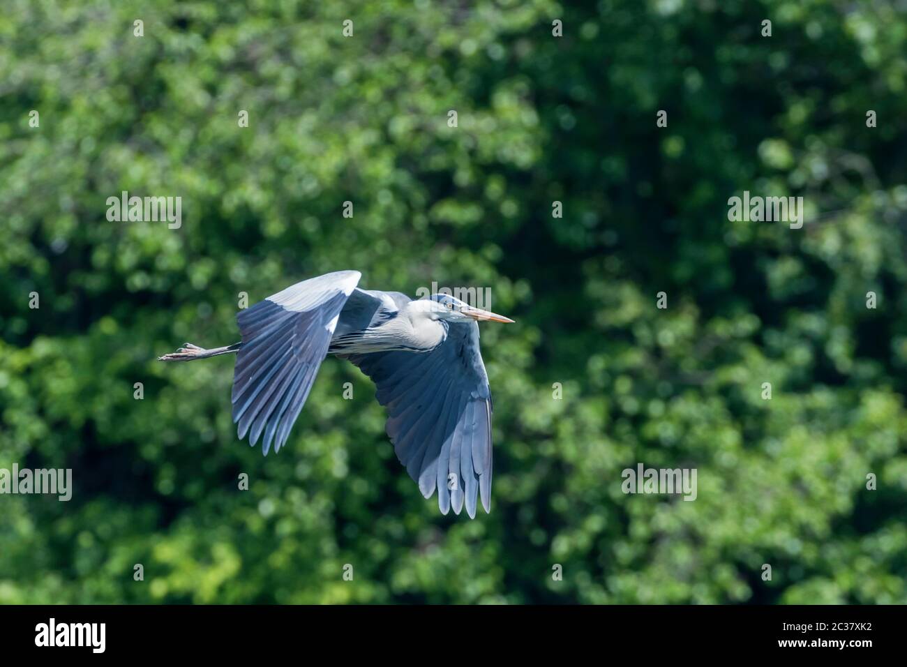 Grey Heron Flight (ardea herodias) Grey Headed Heron Flying Blue Sky ...