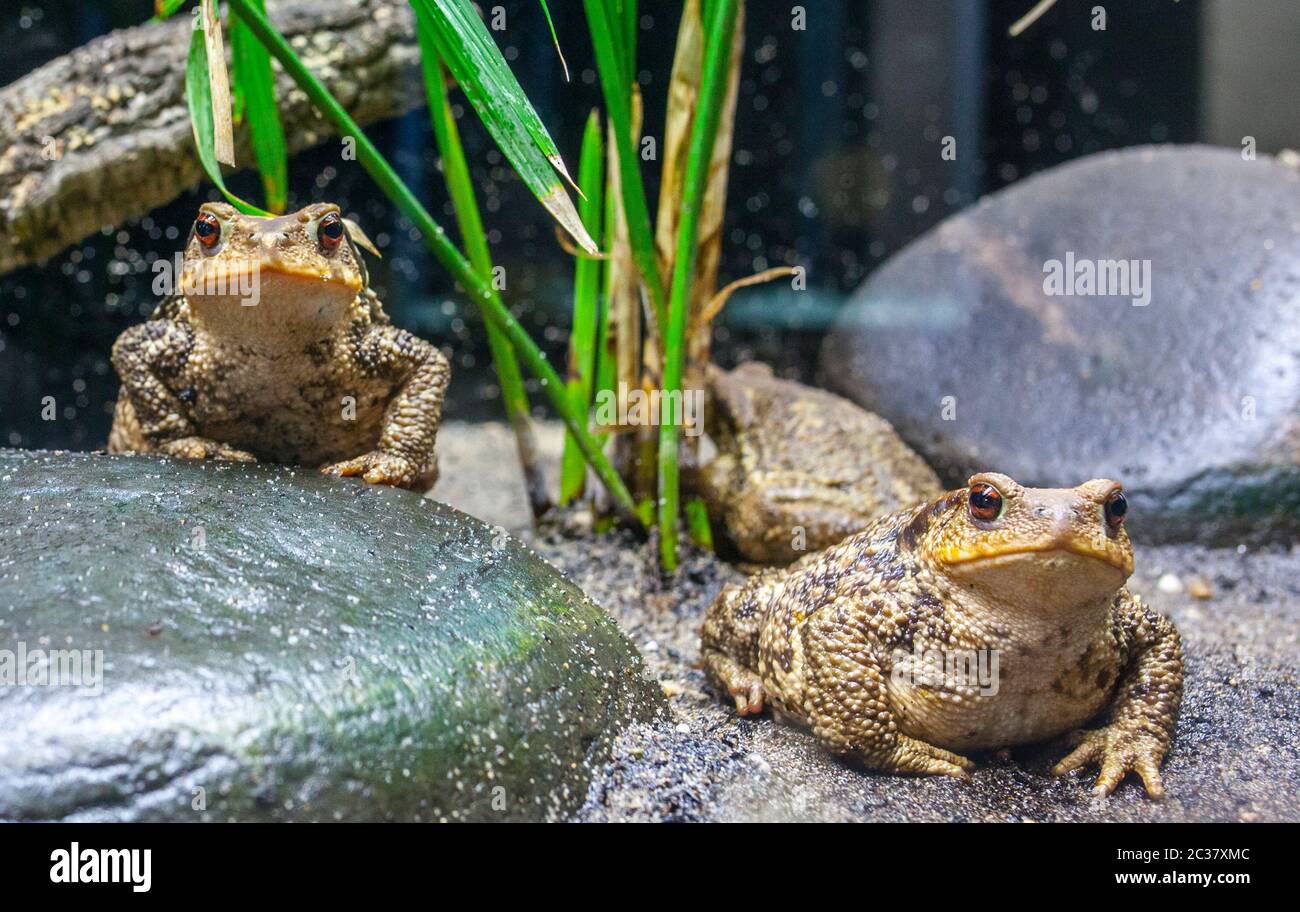 Common toads or European toads Bufo bufo. Displayed in terrarium Stock ...