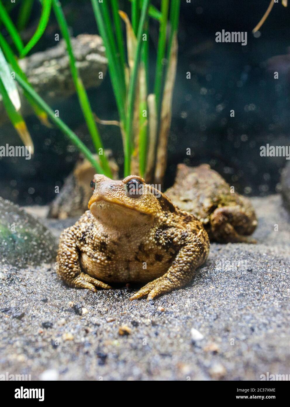 Common toads or European toads Bufo bufo. Displayed in terrarium Stock ...