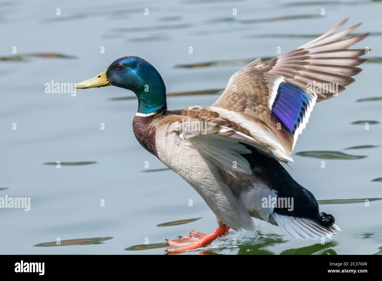 Mallard Duck Landing